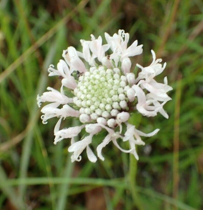 Barbara's-buttons 50 Seeds Marshallia Caespitosa Texas - Etsy