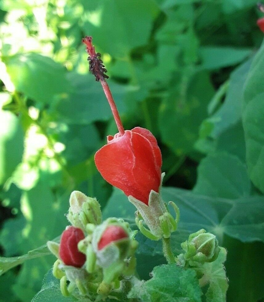 20 Seeds Red TURK'S CAPS malvaviscus Arboreus Hibiscus Flower - Etsy