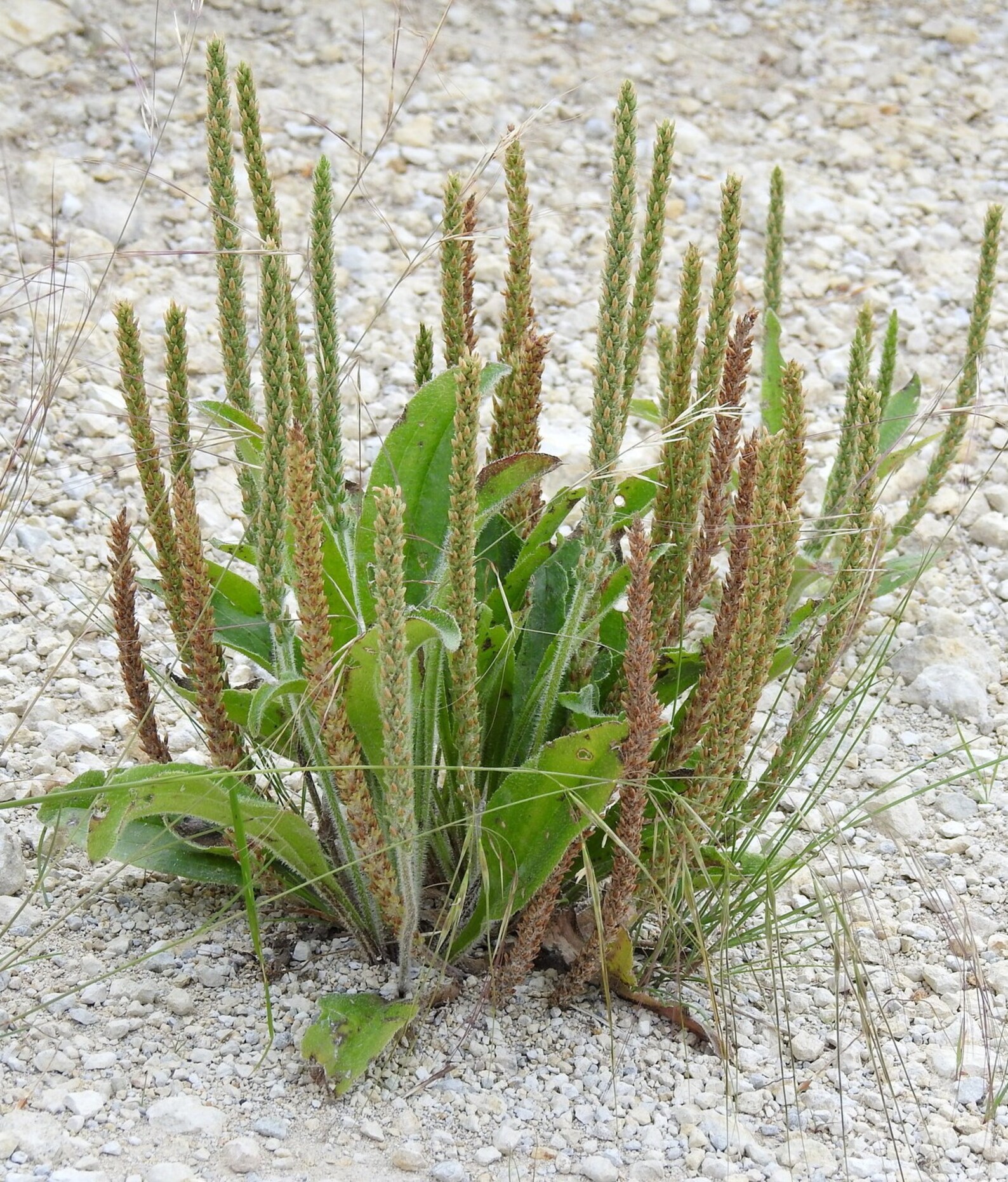 Dwarf Plantain 50 Seeds Plantago Virginica 2023 - Etsy