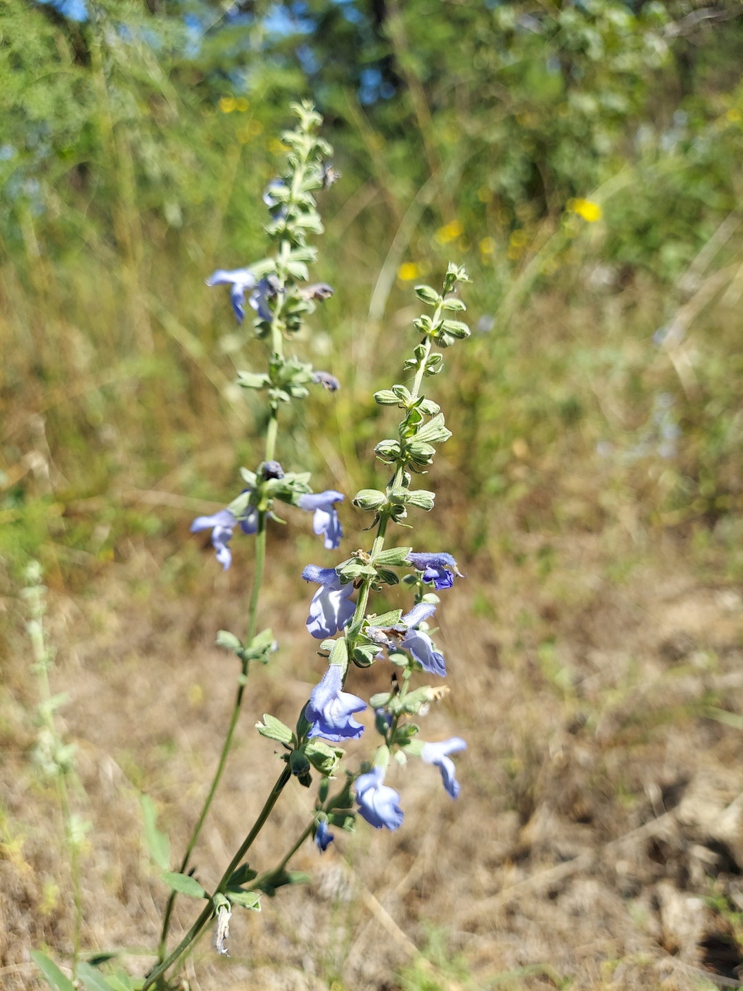 Salvia Azurea 20 Seeds Blue Sage Pitcher Sage 2025 - Etsy