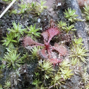 Drosera Brevifolia 50 Seeds Dwarf Sundew May 2025 - Etsy
