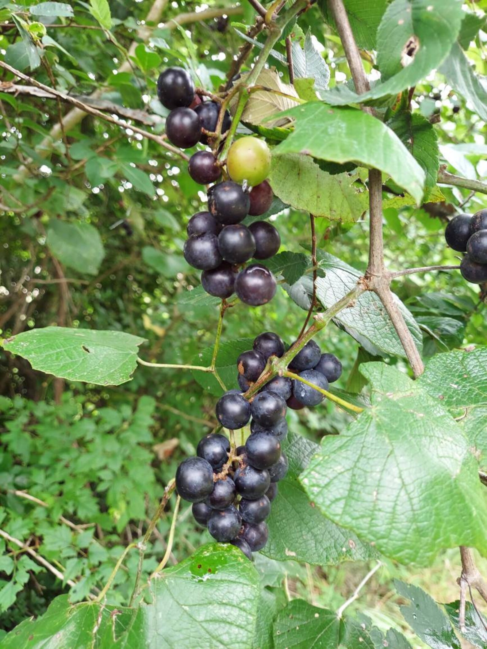 Mustang Grape Vitis Mustangensis Seeds 2025 - Etsy