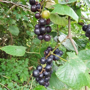 Mustang Grape Vitis Mustangensis Seeds 2025 - Etsy
