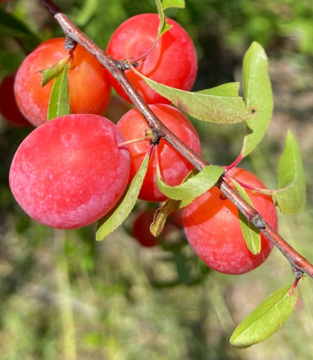 Prunus Angustifolia 15 Seeds Chickasaw Plum Sandhill Plum - Etsy