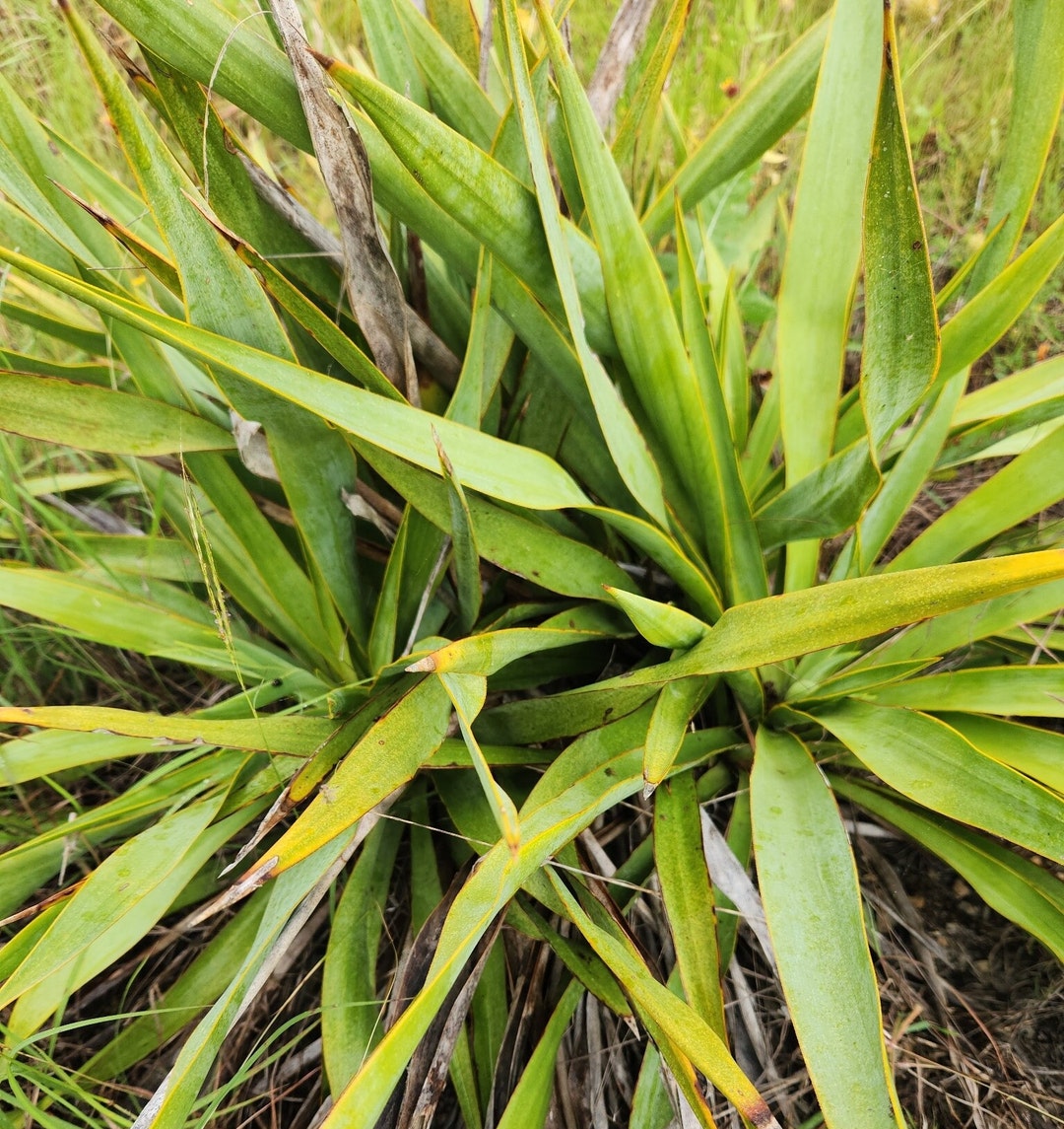 Twist Leaf Yucca (yucca Rupicola) 30 Fresh Seeds 2023 - Etsy
