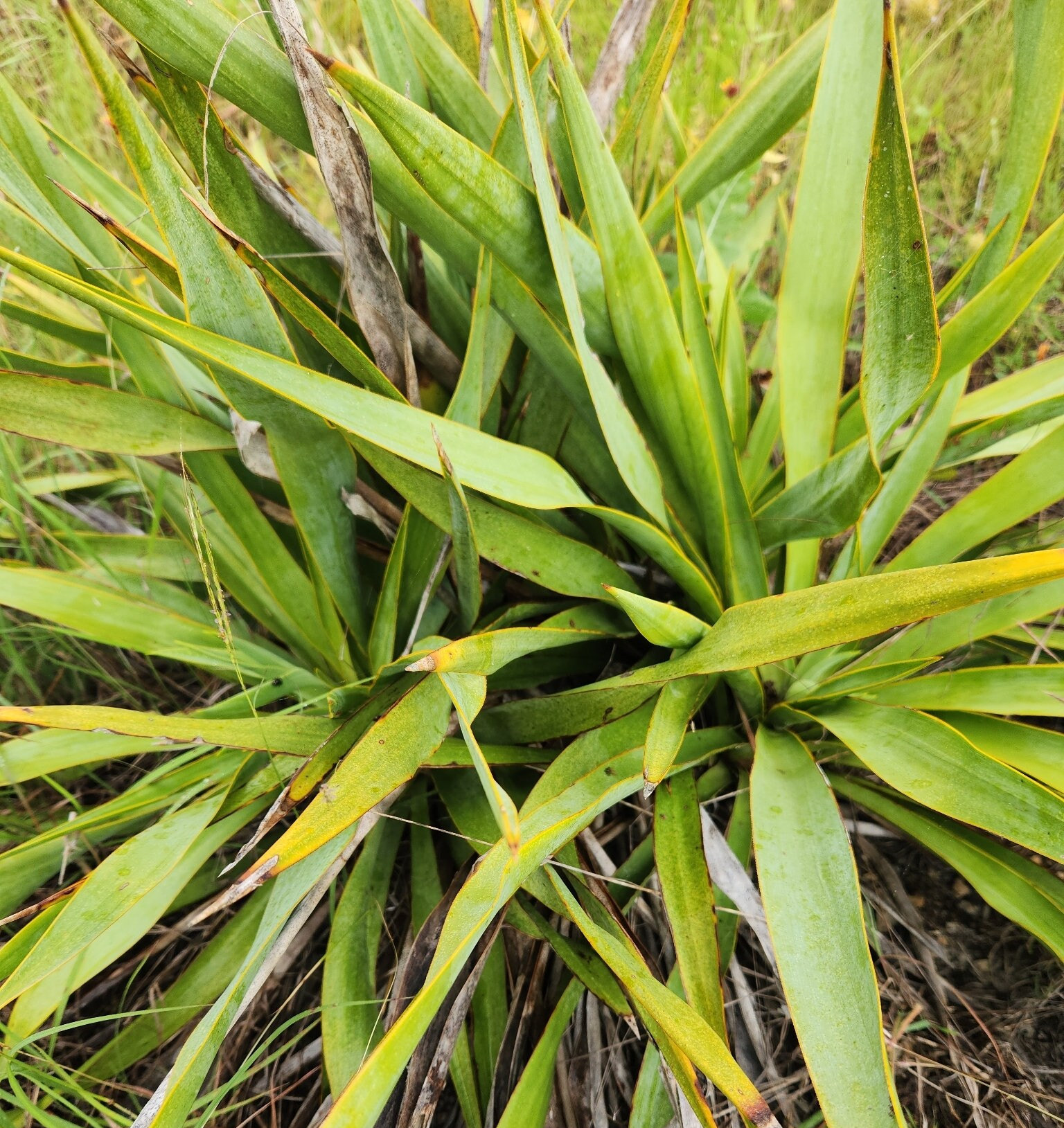 Twist Leaf Yucca yucca Rupicola 30 Fresh Seeds 2023 - Etsy