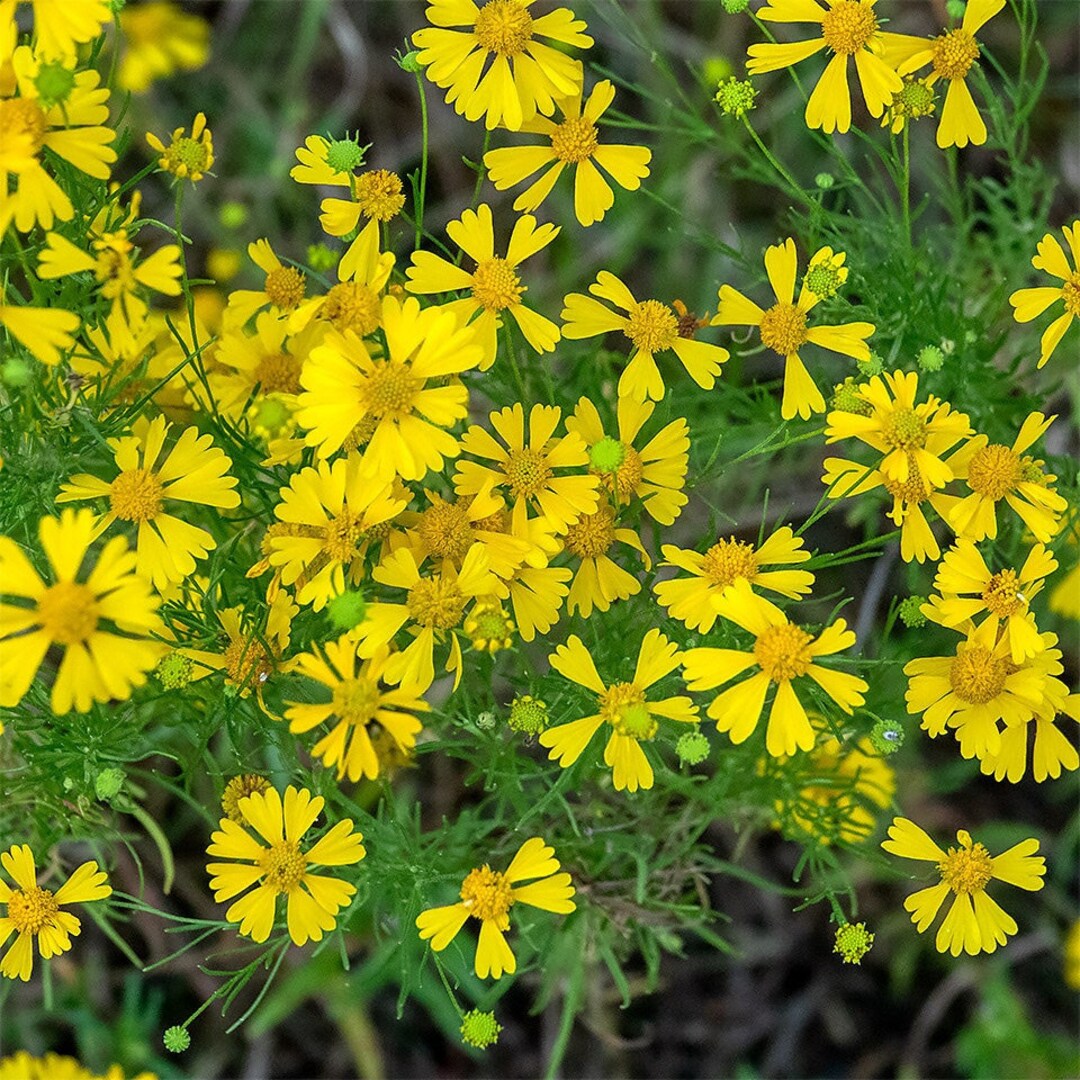 Bitterweed 100 Seeds Helenium Amarum 2025 - Etsy