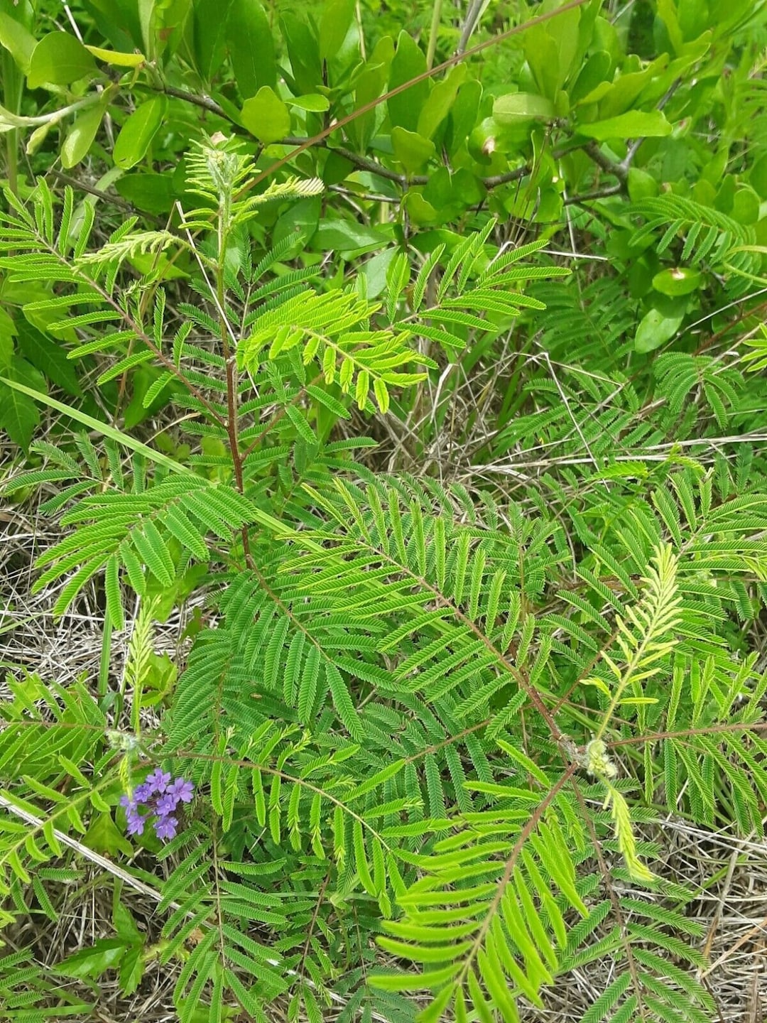 Acacia Angustissima Hirta Prairie Fern Acacia 10 Seeds Acaciella 2025 ...