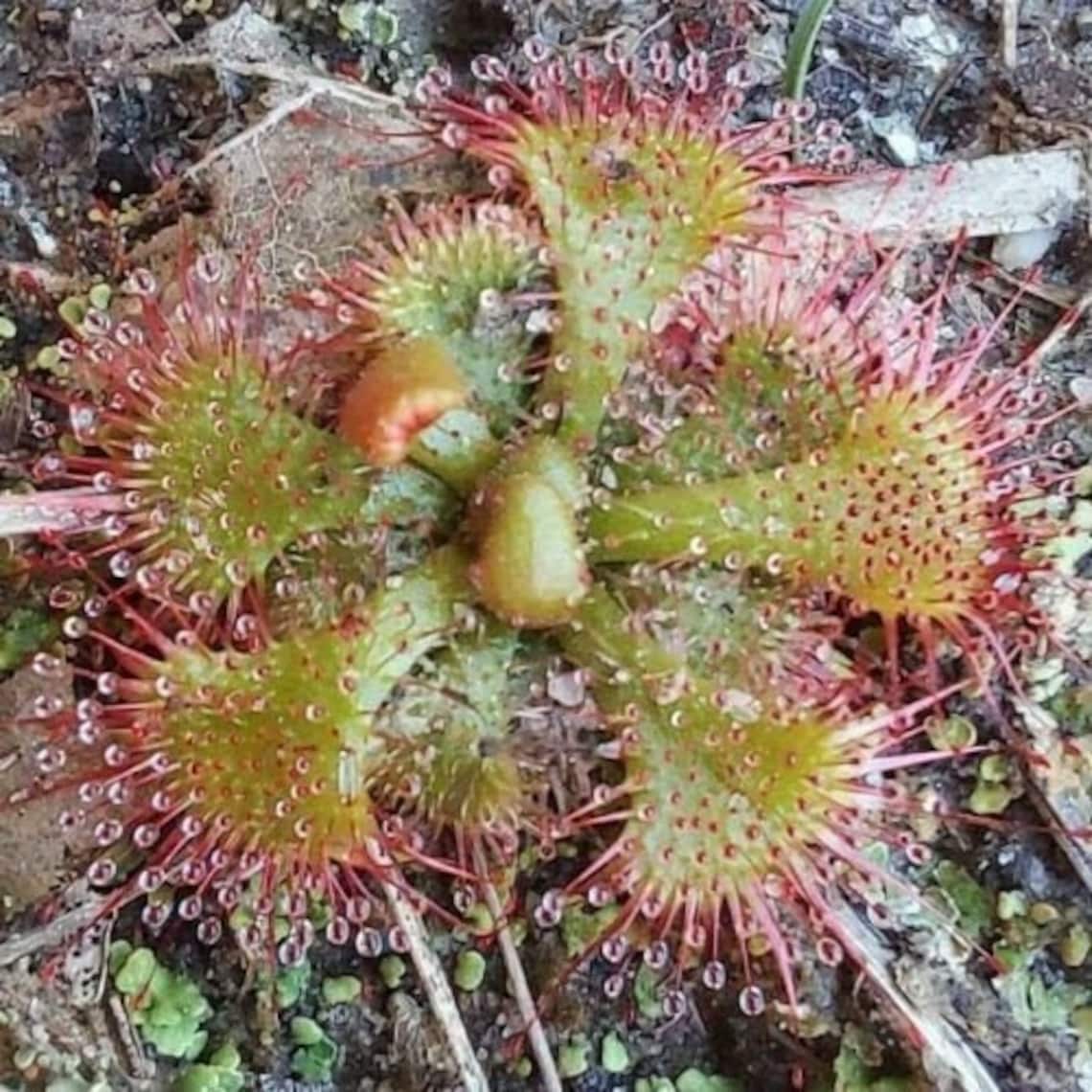 Drosera brevifolia 45 Seeds Dwarf Sundew May 2021 Harvest | Etsy