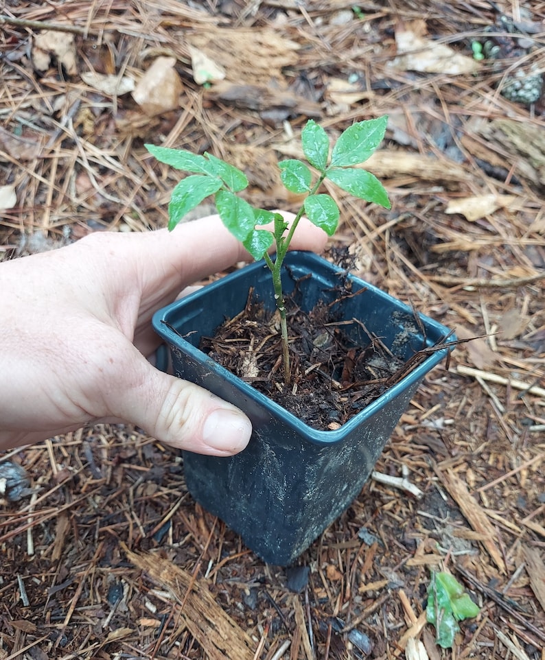 Zanthoxylum Clava-herculis 1 Small Plant Hercules Club, Toothache Tree ...