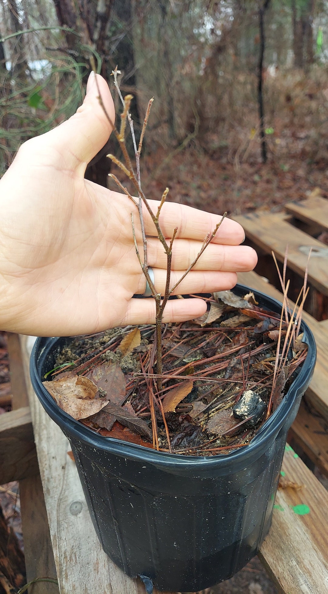Castanea Pumila 1 Dormant Tree Allegheny Chinquapin - Etsy