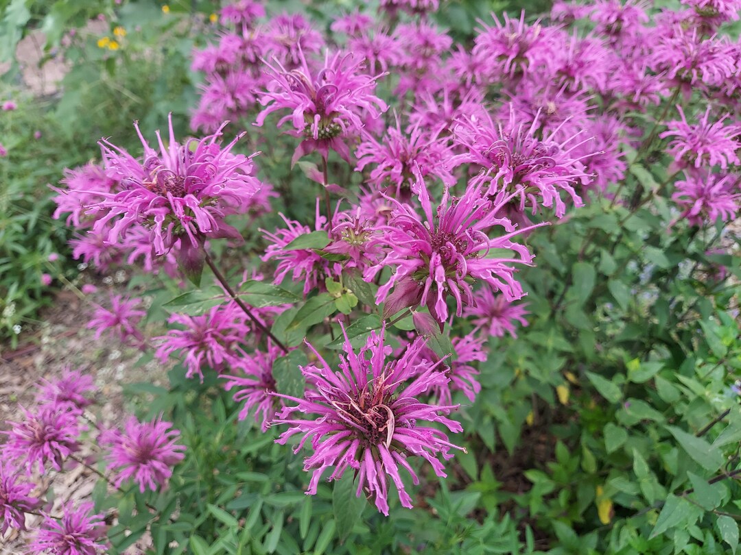Peter's Purple Bergamot 40 Seeds Bee Balm Monarda fistulosa x barlettii ...