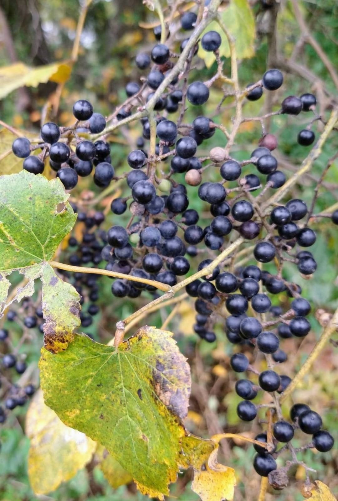 Vitis Cinerea Gray Bark Grape Winter Grape 25 Seeds 2024 - Etsy