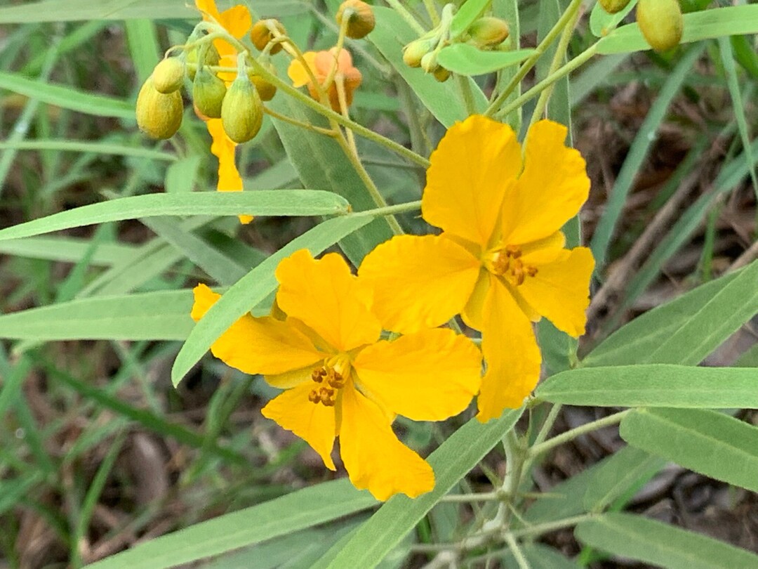 Senna Roemeriana (two Leaf Senna) 20 Seeds Texas Native - Etsy