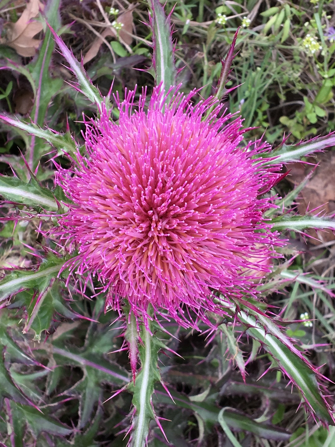 Cirsium Horridulum 35 Seeds Bristle Thistle Yellow Purple Texas Native ...