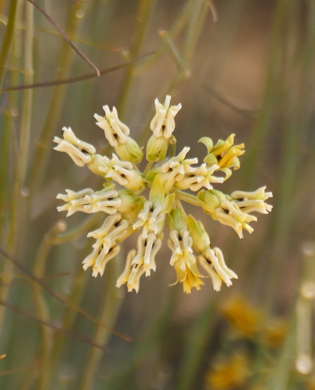 Asclepias Subulata 30 Seeds Rush Milkweed 2023 - Etsy