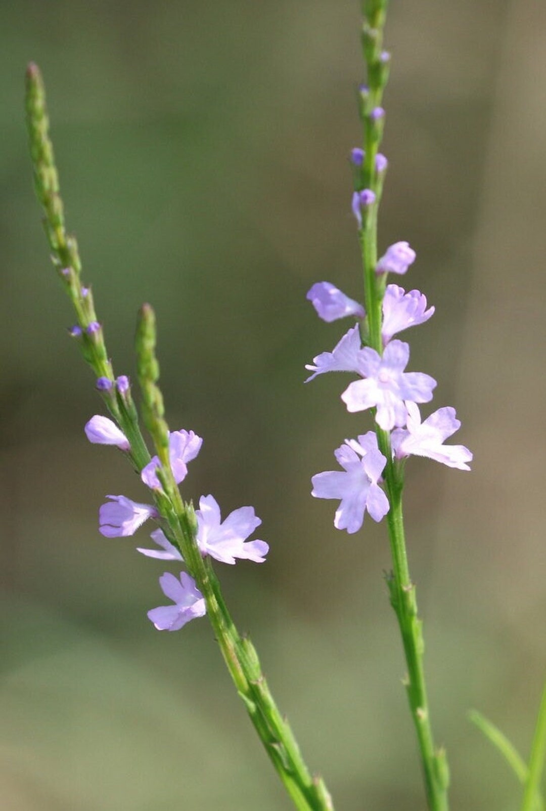 Verbena Halei 25 Seeds Texas Vervain Verbena 2025 - Etsy