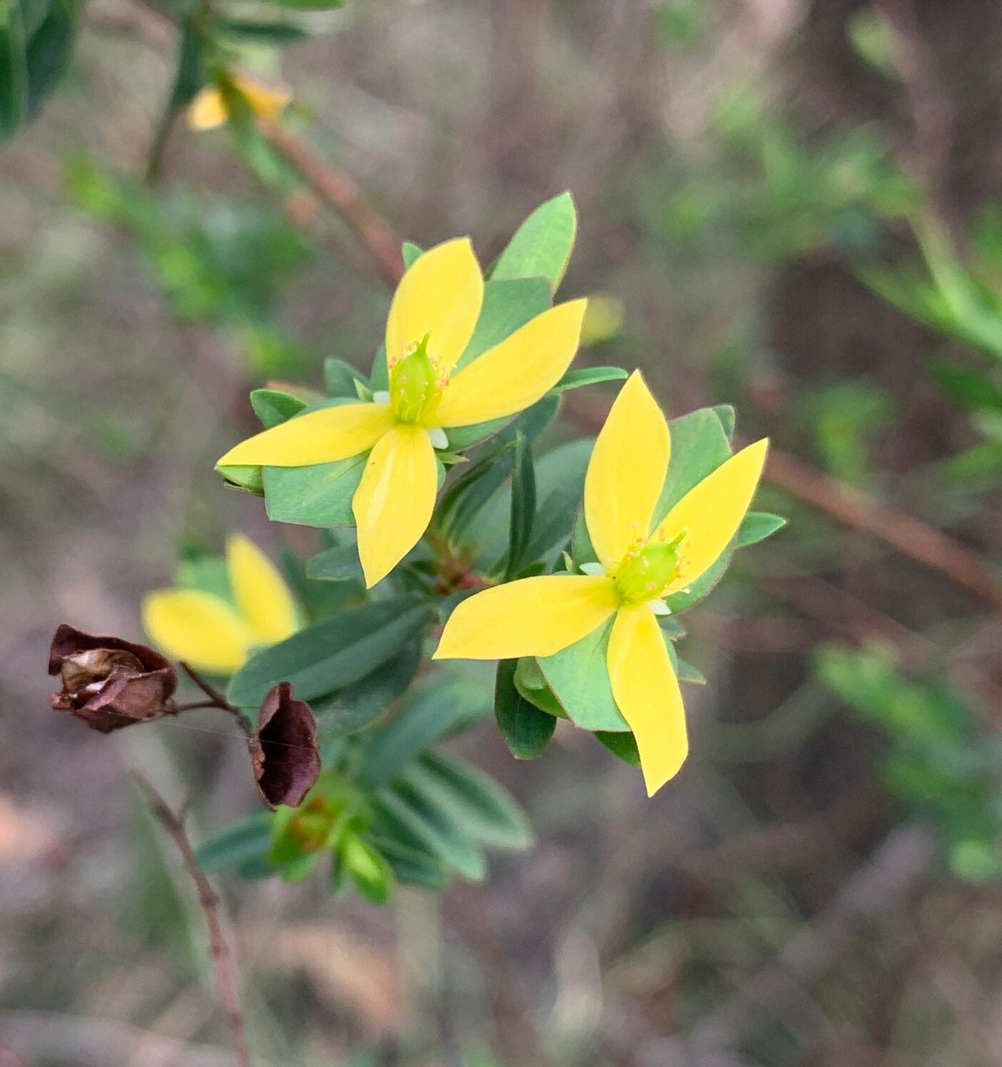 Hypericum Hypericoides 35 Seeds St. Andrew's Cross 2024 - Etsy