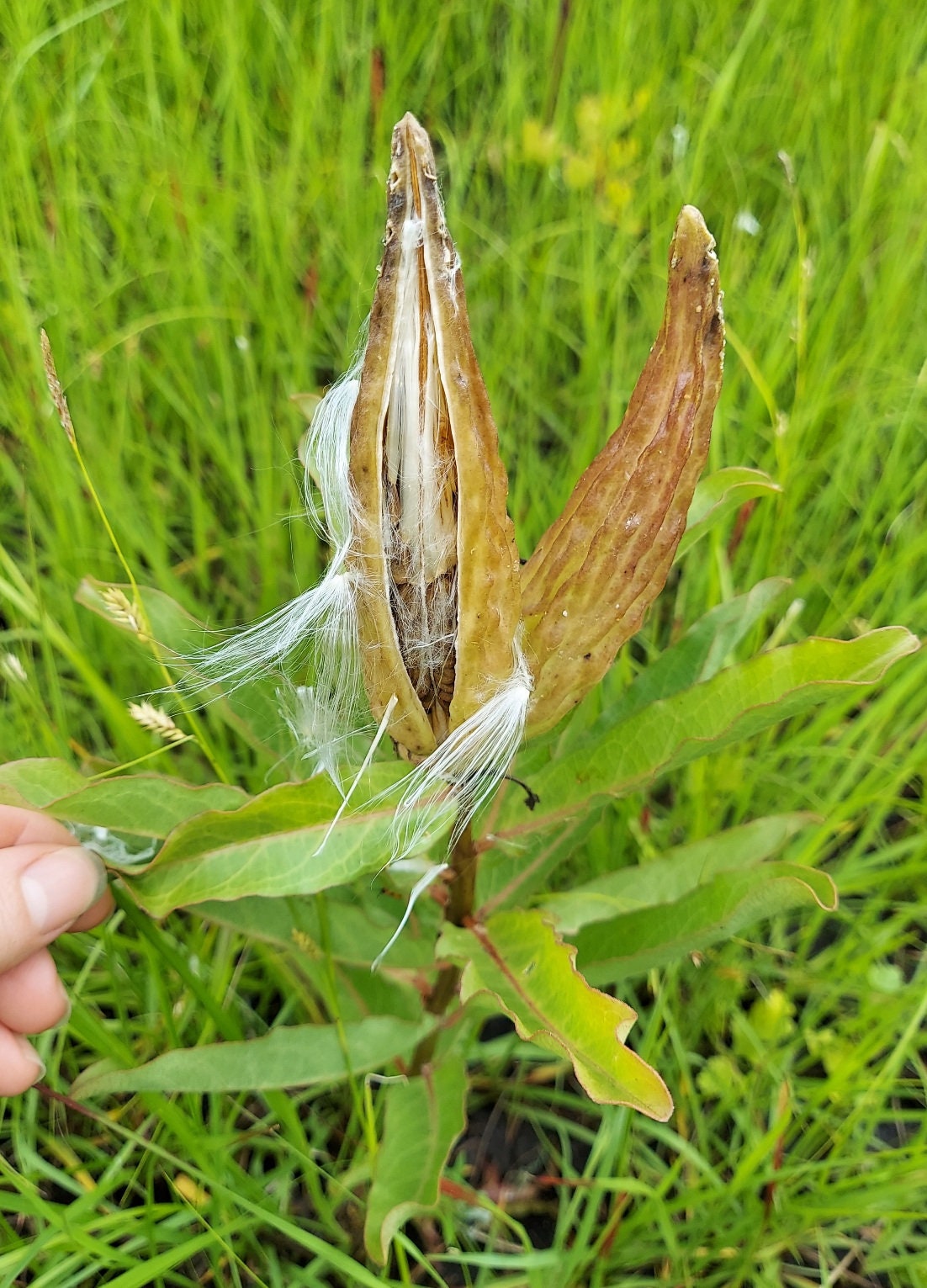 Green Milkweed Seeds Asclepias Viridis Green Antelope Horns 2025 - Etsy