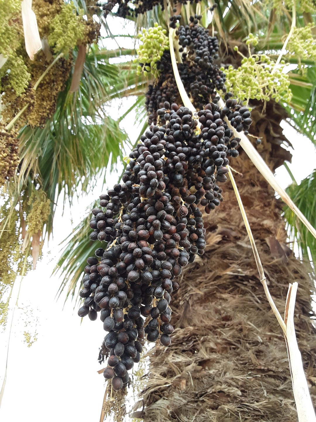 Washingtonia Robusta 50 Seeds Mexican Fan Palm - Etsy
