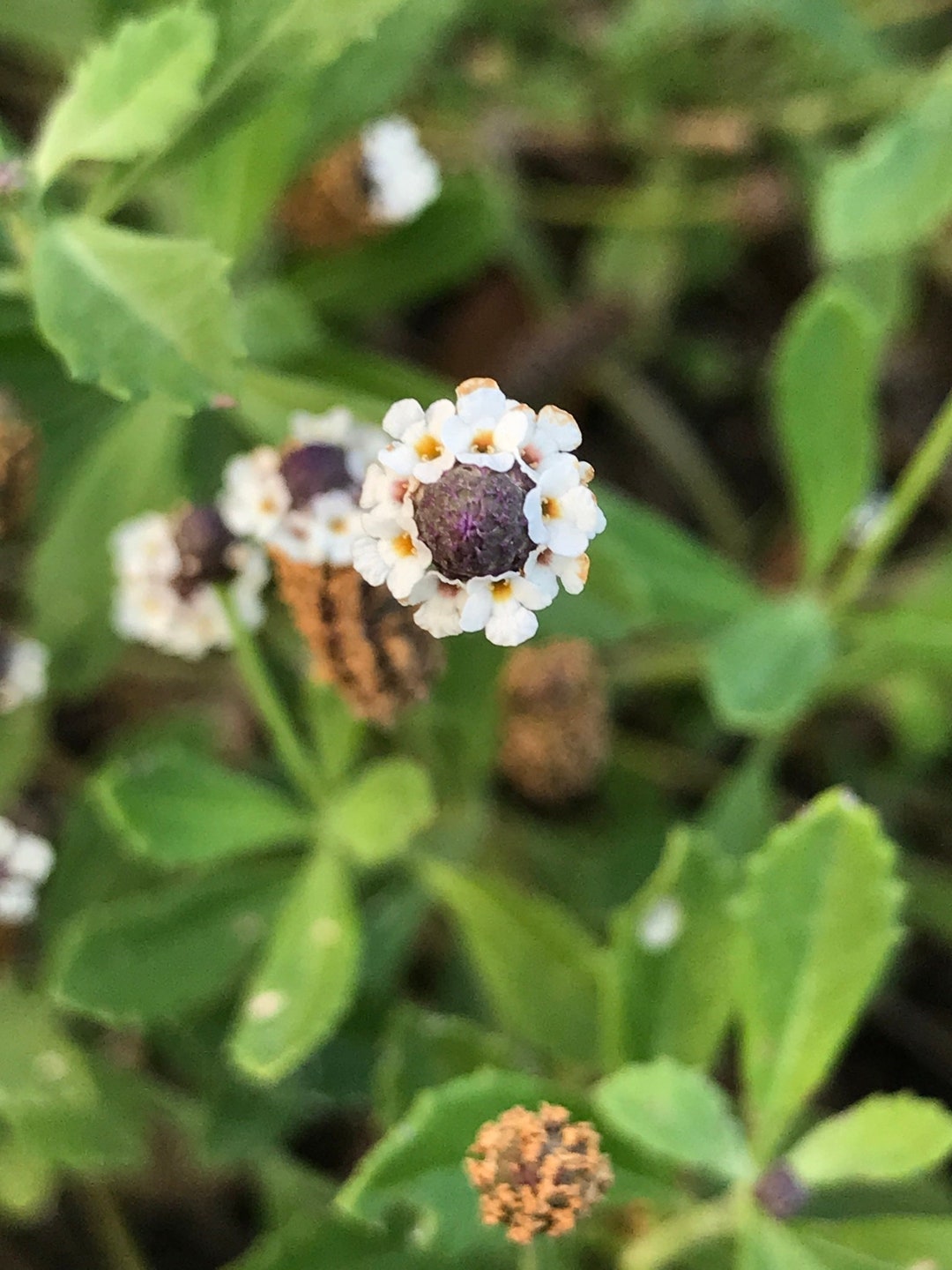 Frogfruit Matchweed phyla Nodiflora 50 Fresh Seeds Wild - Etsy