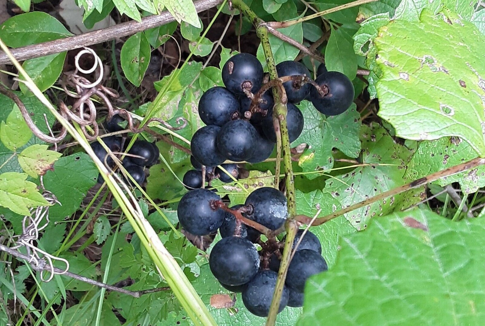 Mustang Grape Vitis Mustangensis Seeds 2025 - Etsy