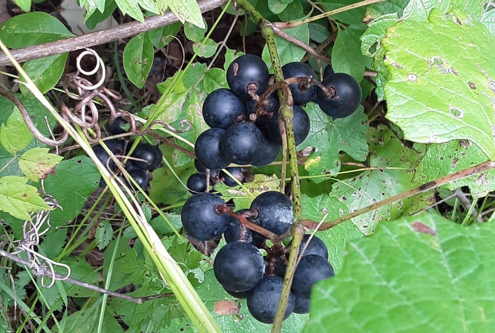 Mustang Grape Vitis Mustangensis Seeds 2025 - Etsy