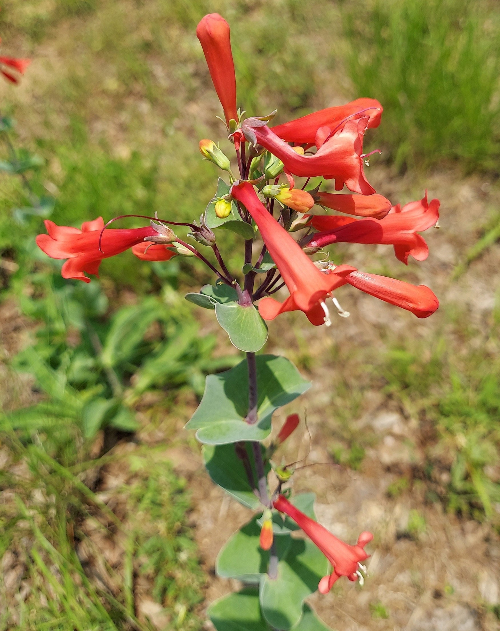Penstemon Murrayanus 35 Seeds Scarlet Penstemon 2023 - Etsy