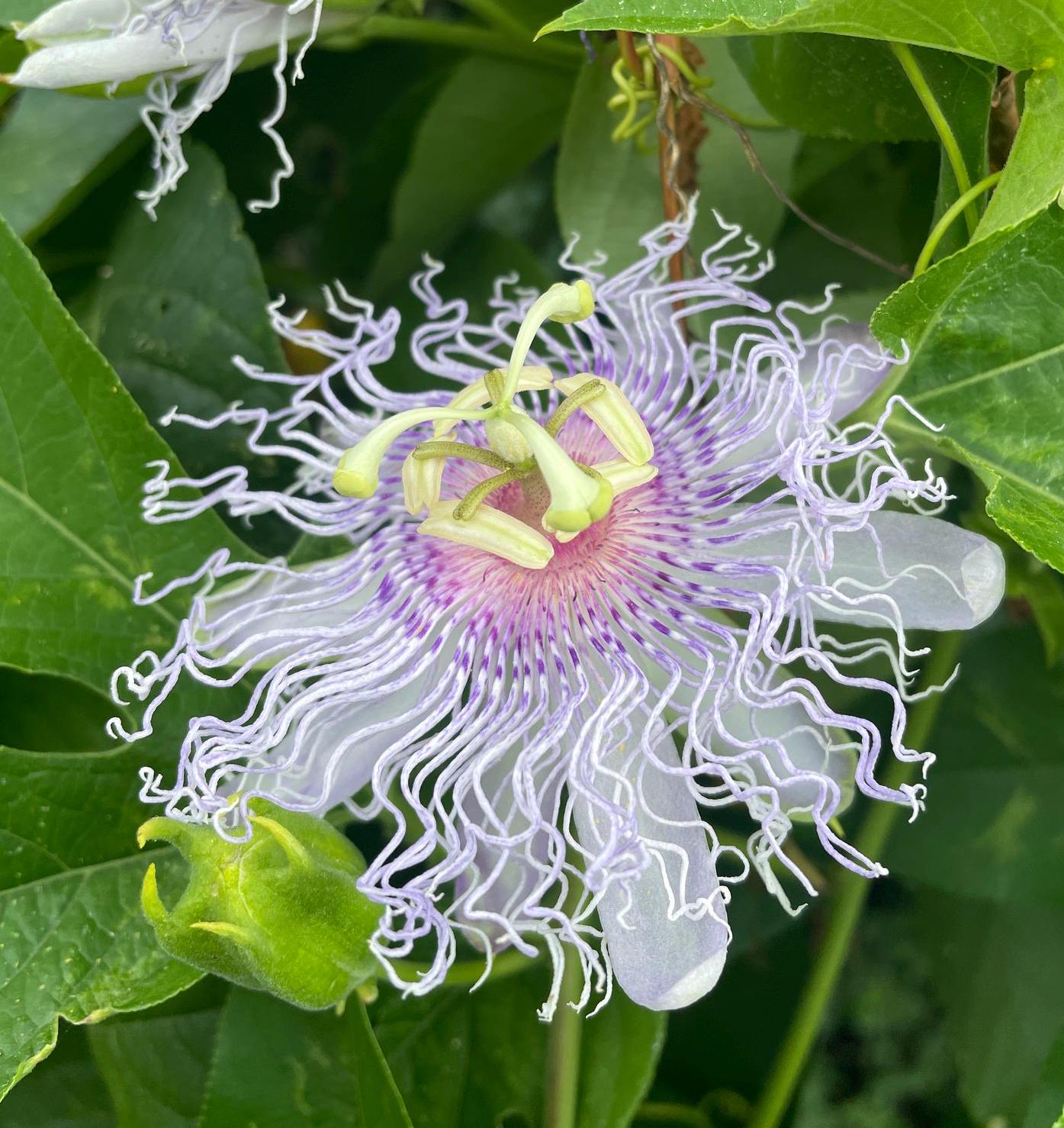 Passiflora Incarnata 25 Seeds Purple Passionflower Maypop Fresh Texas ...