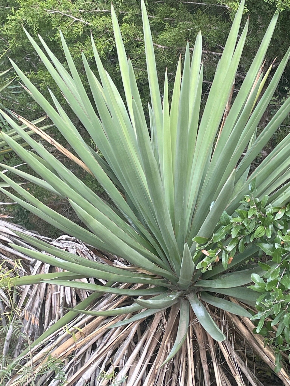 Yucca Treculeana Spanish Dagger 10 Fresh Seeds 2024 - Etsy