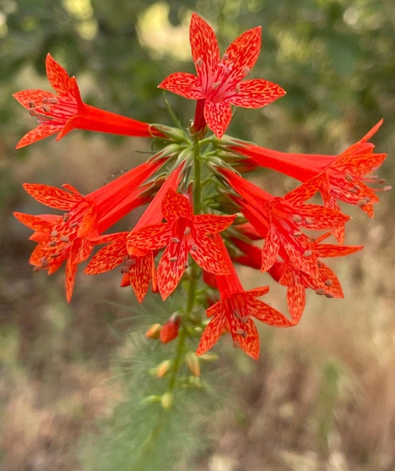 Standing Cypress Flower
