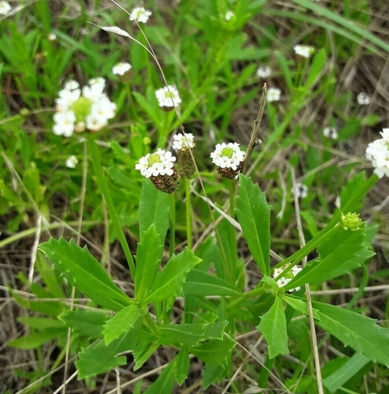 Frogfruit Matchweed (phyla Nodiflora) 1 Live Plant Small - Etsy