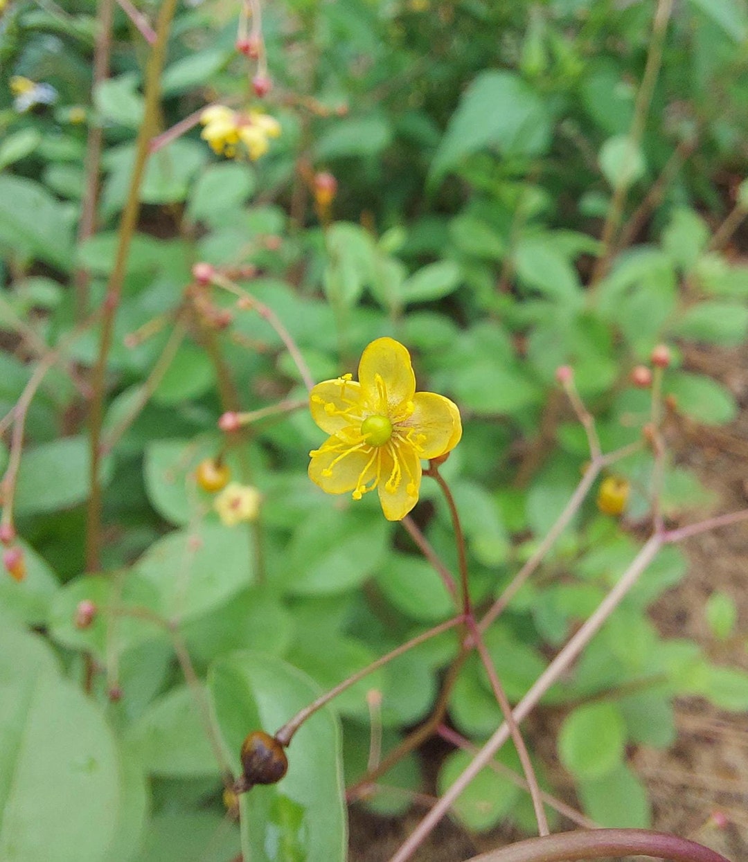 Talinum Paniculatum Rare YELLOW Flower 50 Seeds Jewels of Opar 2024 - Etsy