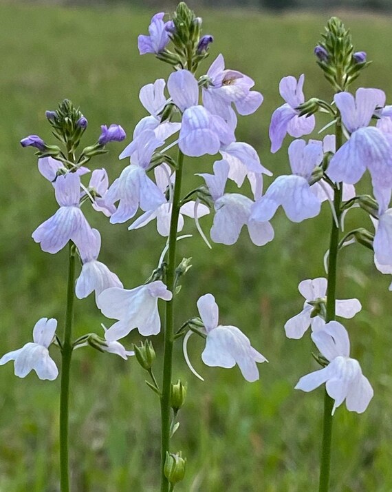 Nuttallanthus Texanus 50 Seeds Texas Toadflax 2022 | Etsy