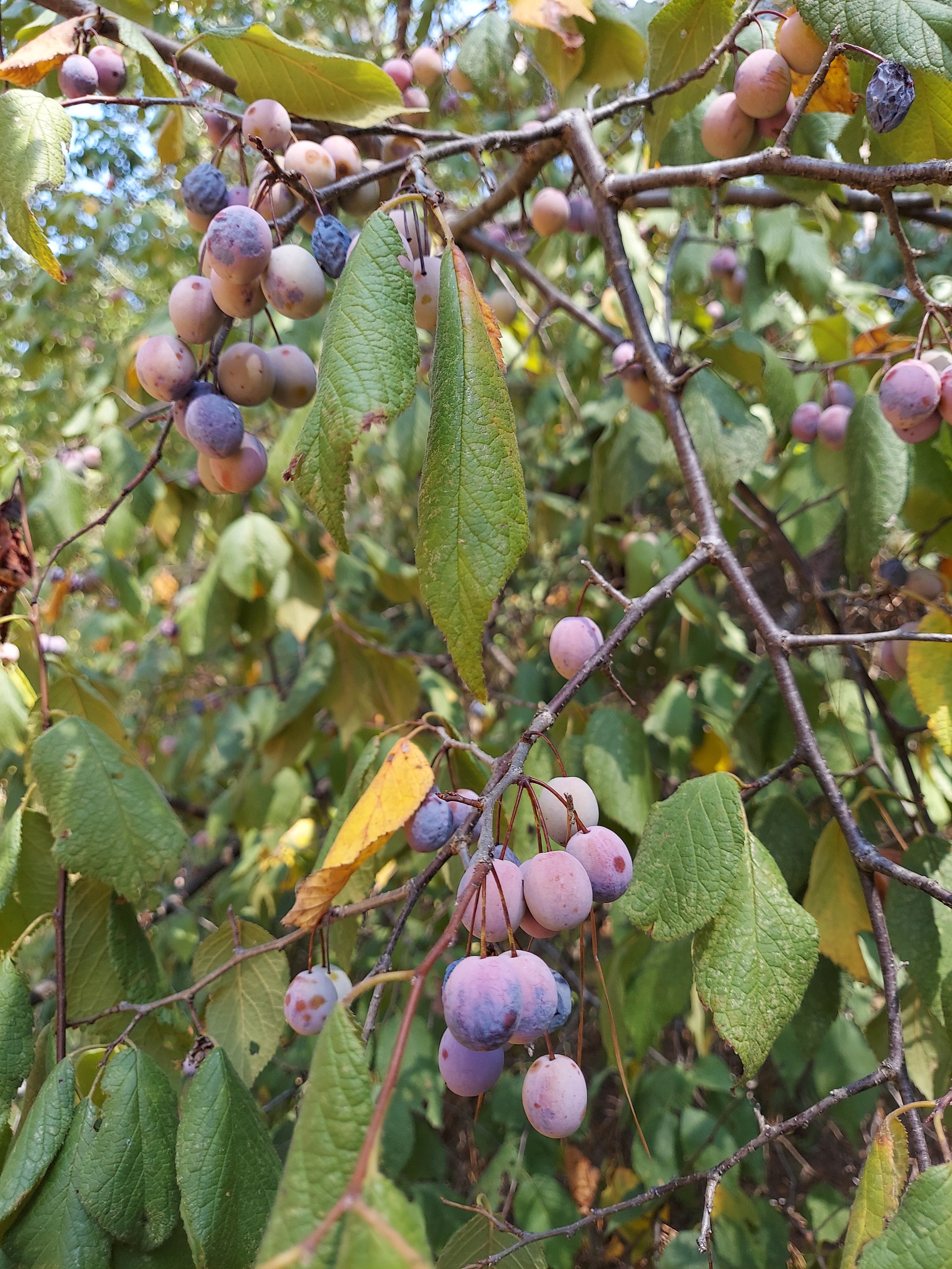 Prunus Mexicana