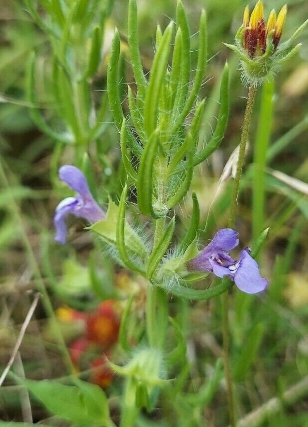 Salvia Texana 35 Seeds Texas Sage - Etsy