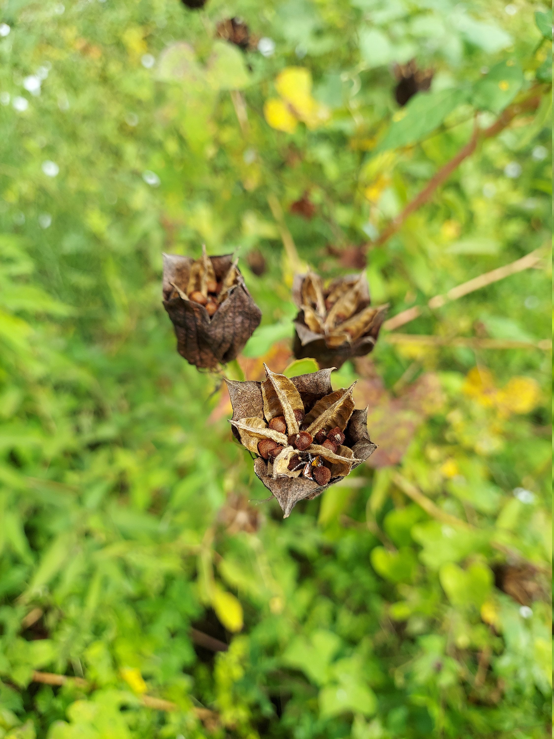Hibiscus Laevis 20 Seeds Halberd-leaf Rose Mallow Hibiscus - Etsy