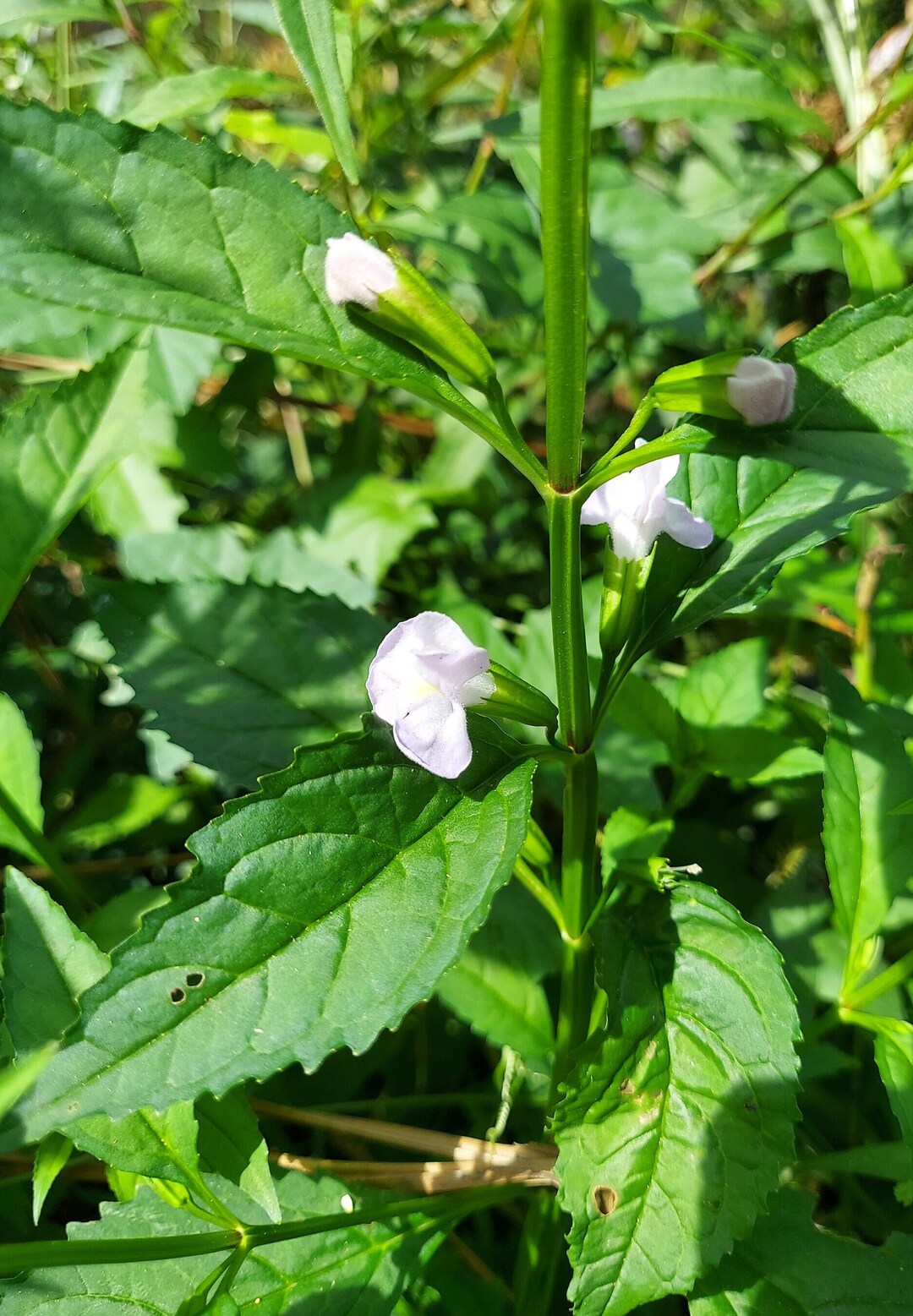 Mimulus Alatus 40 Seeds Sharpwing Monkeyflower - Etsy