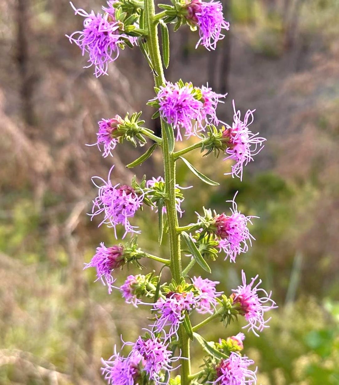 Liatris Aspera 20 Seeds Rough Blazing-star 2025 - Etsy