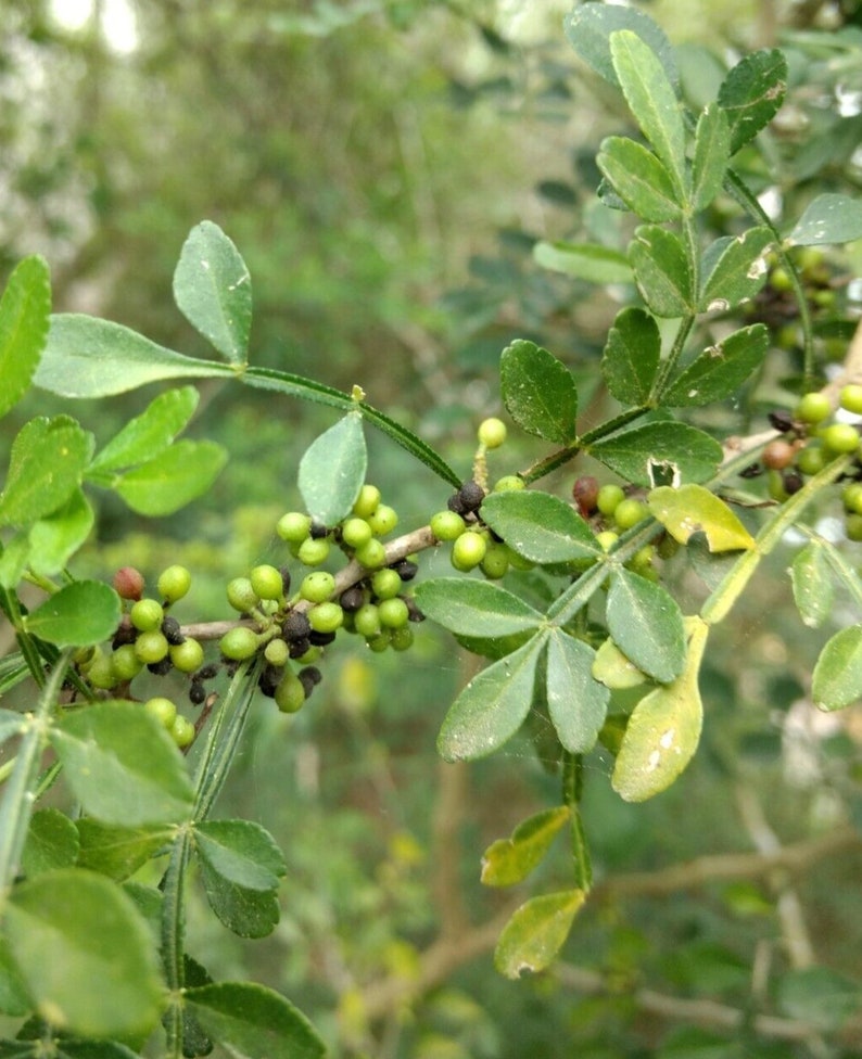 Zanthoxylum Fagara 15 Seeds Wild Lime Prickly Ash 2025 - Etsy
