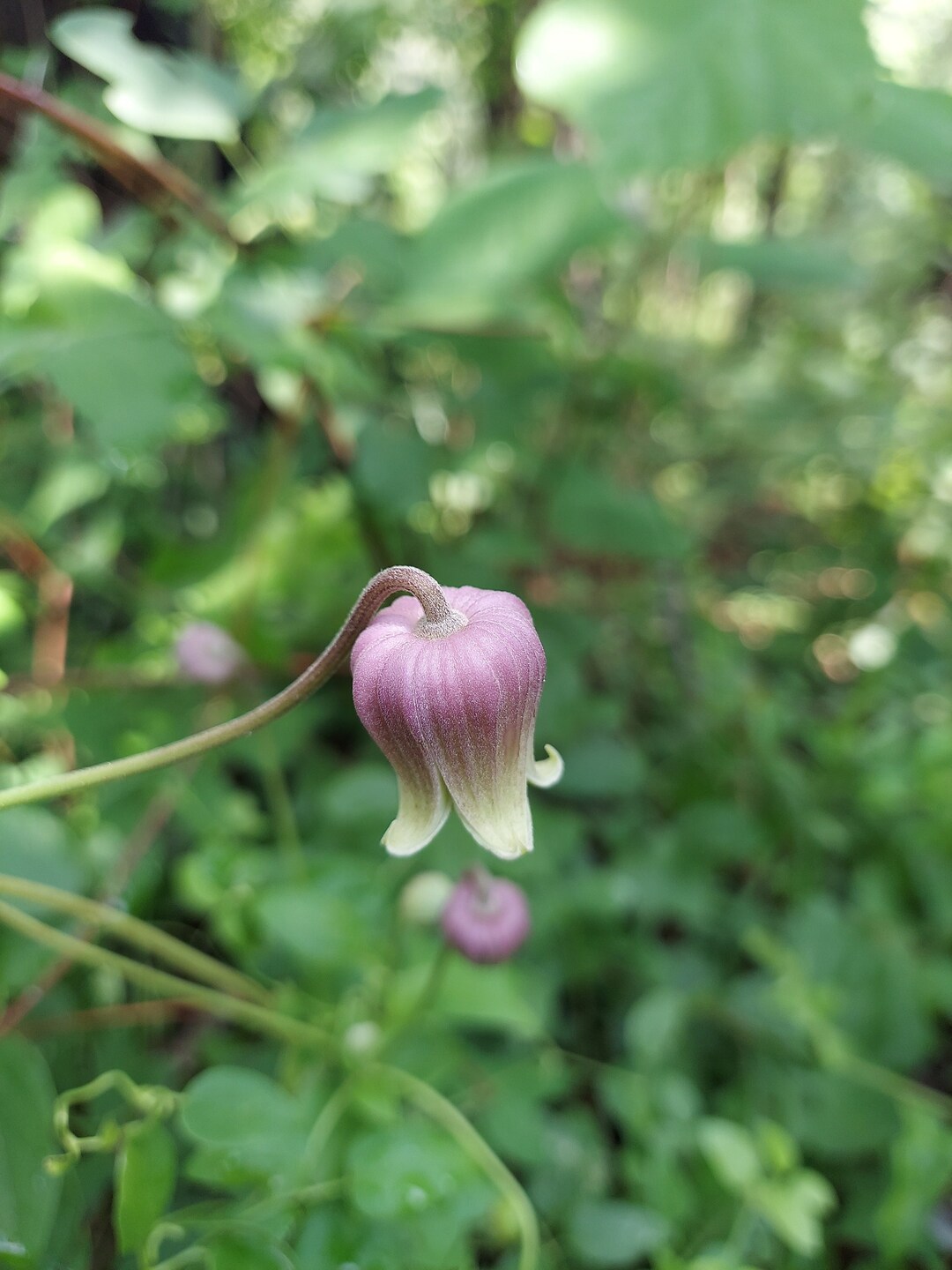 Clematis Reticulata 20 Seeds Netleaf Leather Flower 2023 - Etsy