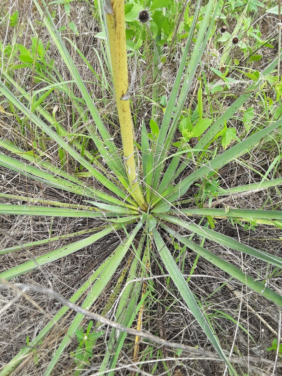Arkansas Yucca yucca Arkansana 30 Fresh Seeds 2022 - Etsy