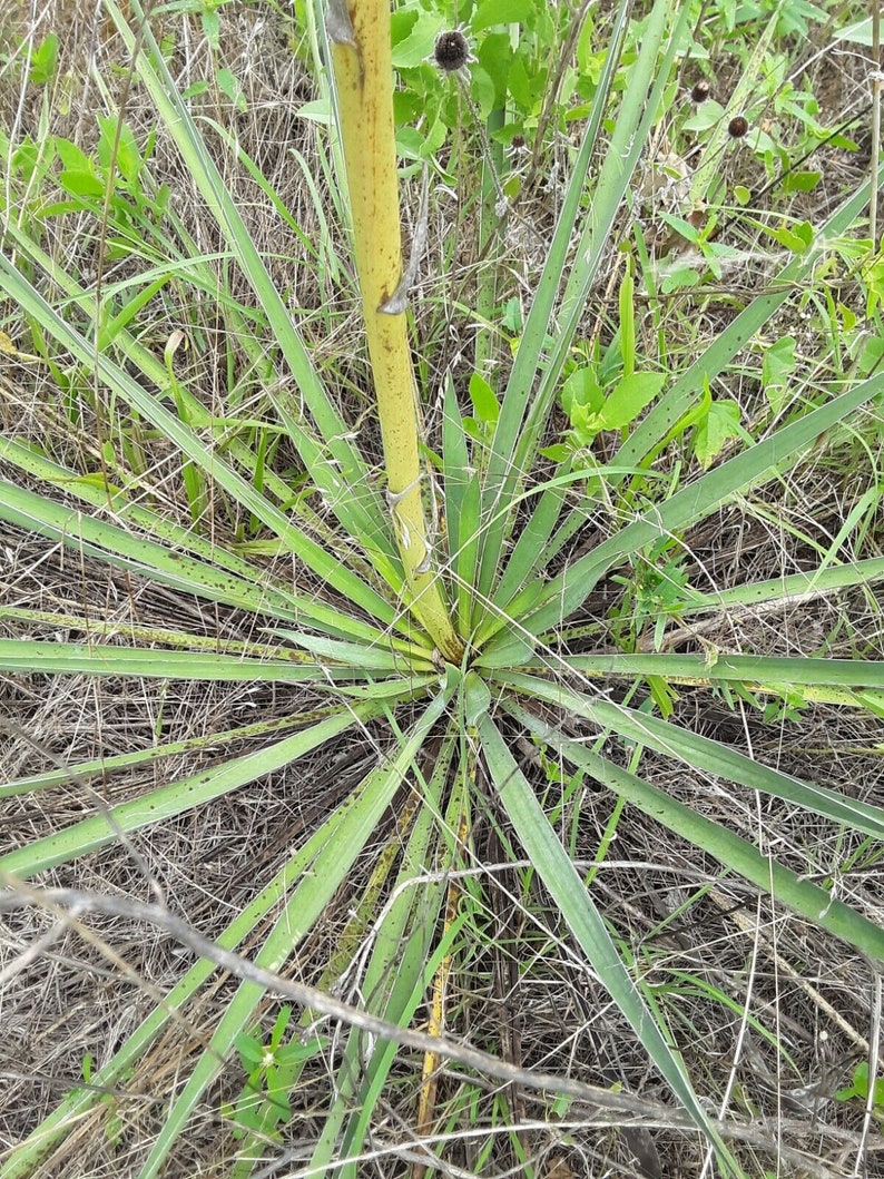Arkansas Yucca yucca Arkansana 30 Fresh Seeds 2022 - Etsy
