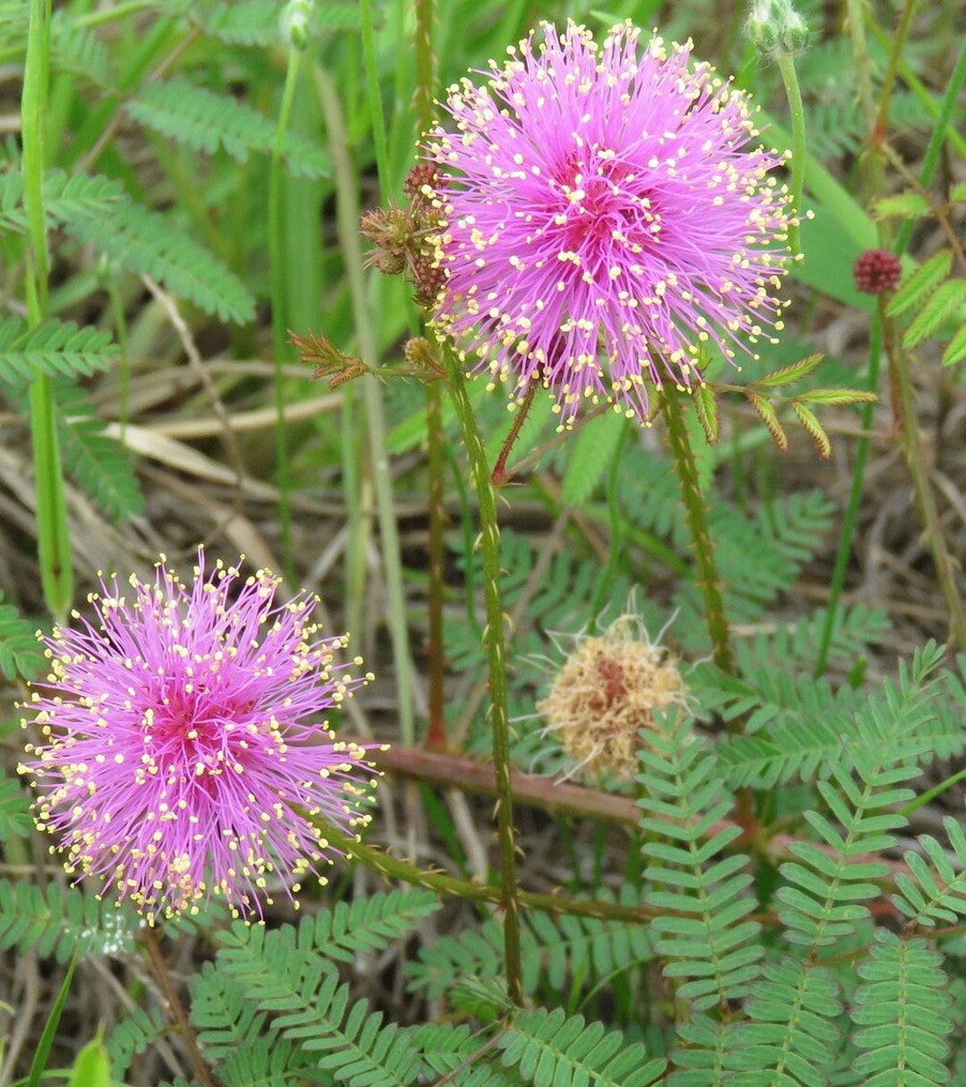 Mimosa Nuttallii 15 Seeds Catclaw Briar - Etsy
