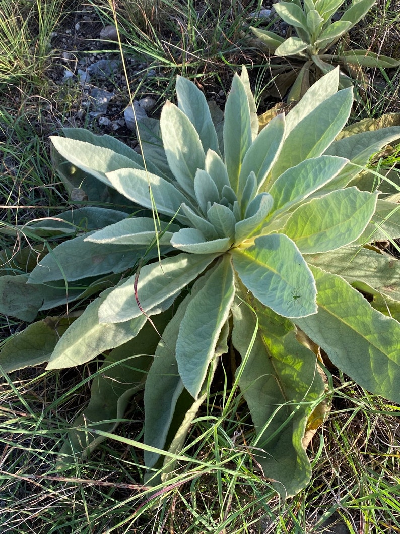 Great Mullein 200 Seeds Verbascum Thapsus 2023 Harvest - Etsy