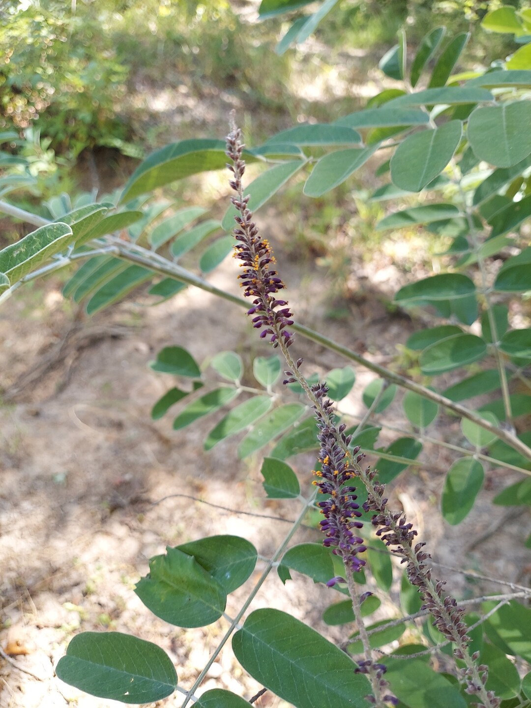 Amorpha Paniculata 25 Seeds Panicled False Indigo 2023 - Etsy