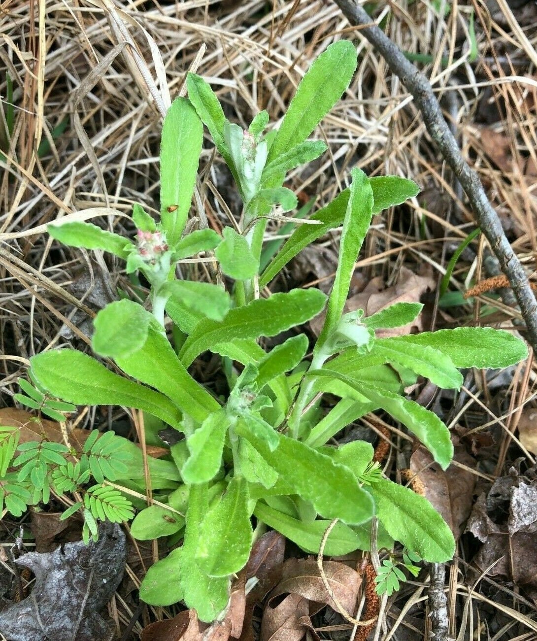 Gamochaeta Pearly Everlasting Cudweed 100 Seeds - Etsy