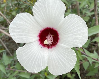 Rose Mallow Flower Seeds, Also Know as Tree Mallow cool Beans N Sprouts ...