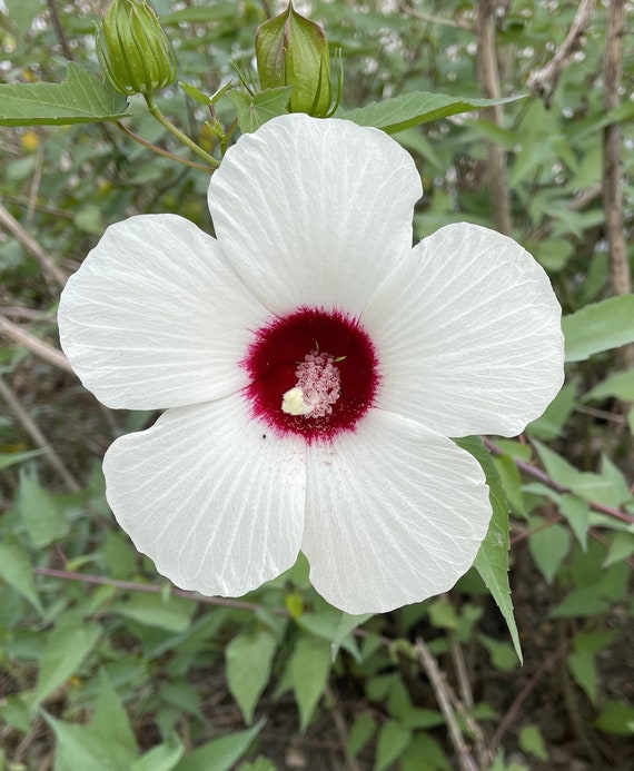 Seeds Rose Mallow Halberd-leaved Heirloom Seeds Hardy hibiscus Hibiscus ...