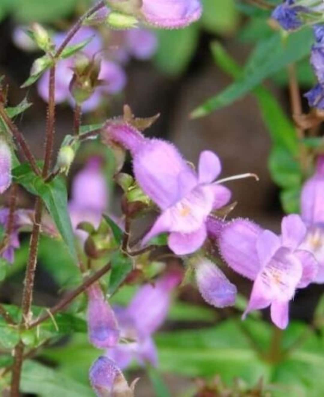 Penstemon Tenuis Seeds Sharpsepal Beardtongue Brazos Gulf Coast ...